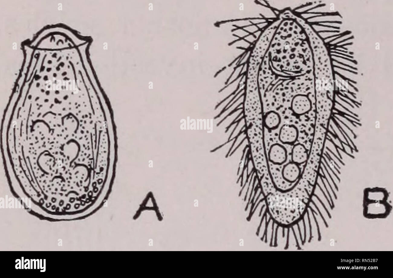 Fluke eggs hi-res stock photography and images - Alamy