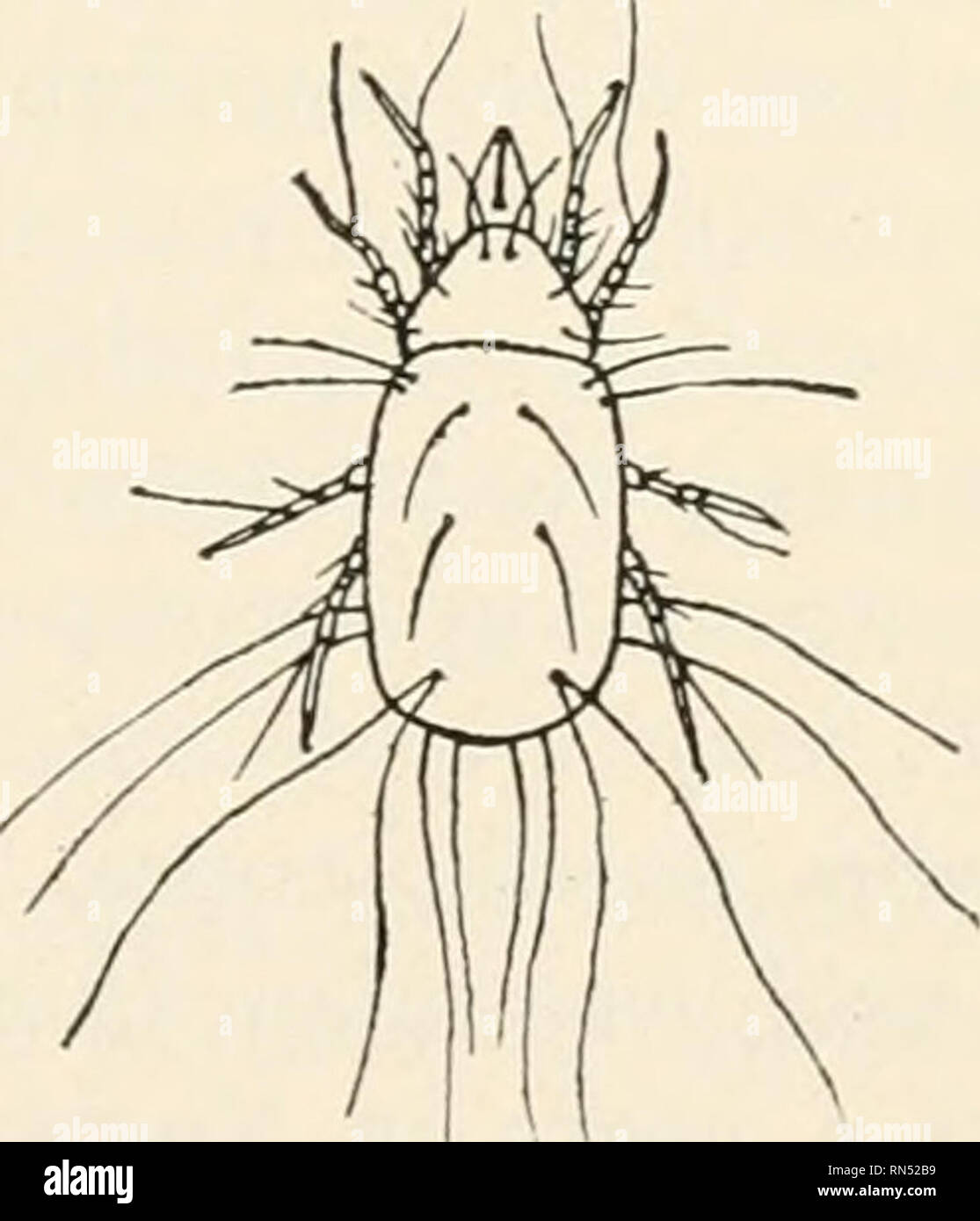 Grain mites hi-res stock photography and images - Alamy