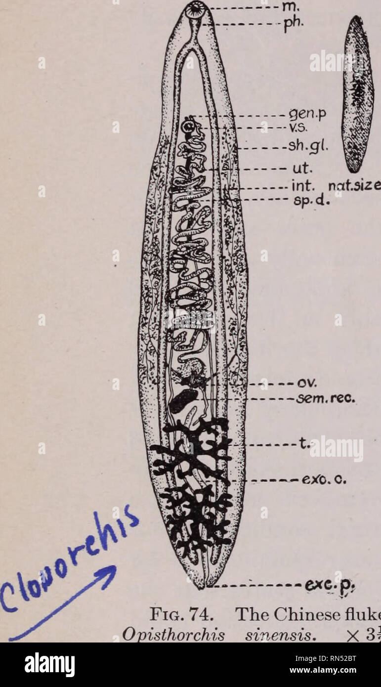 Lung fluke hi-res stock photography and images - Alamy
