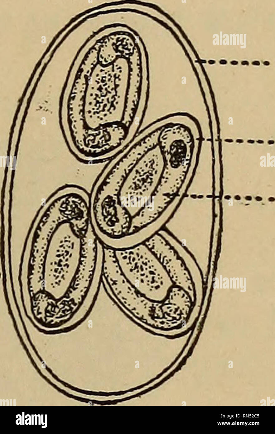 Coccidians hi-res stock photography and images - Alamy