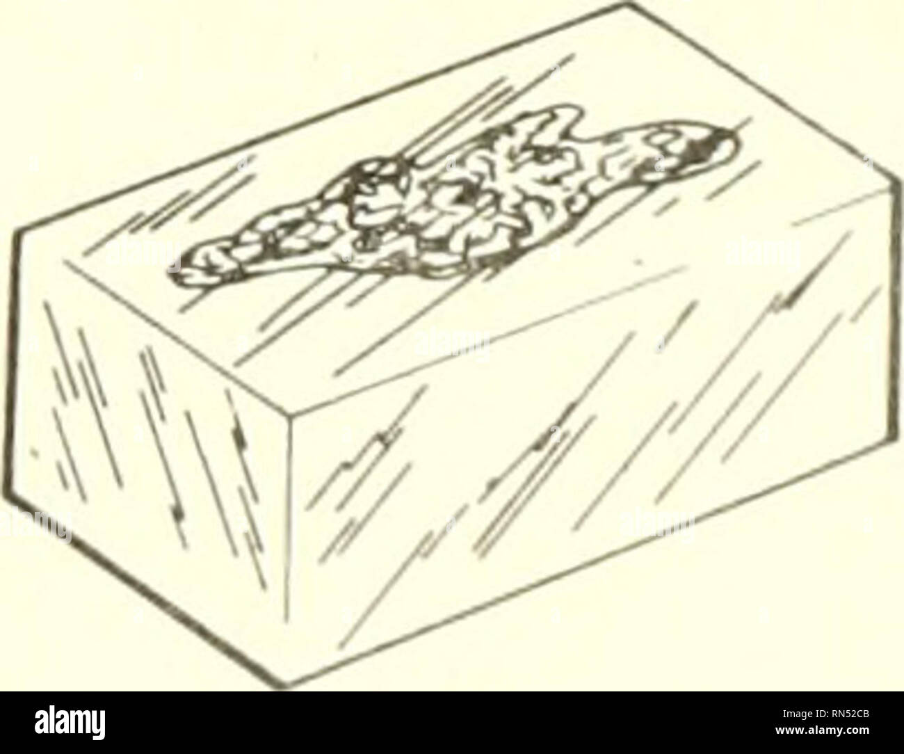 . Animal tissue techniques. Histology -- Technique; Stains and staining ...
