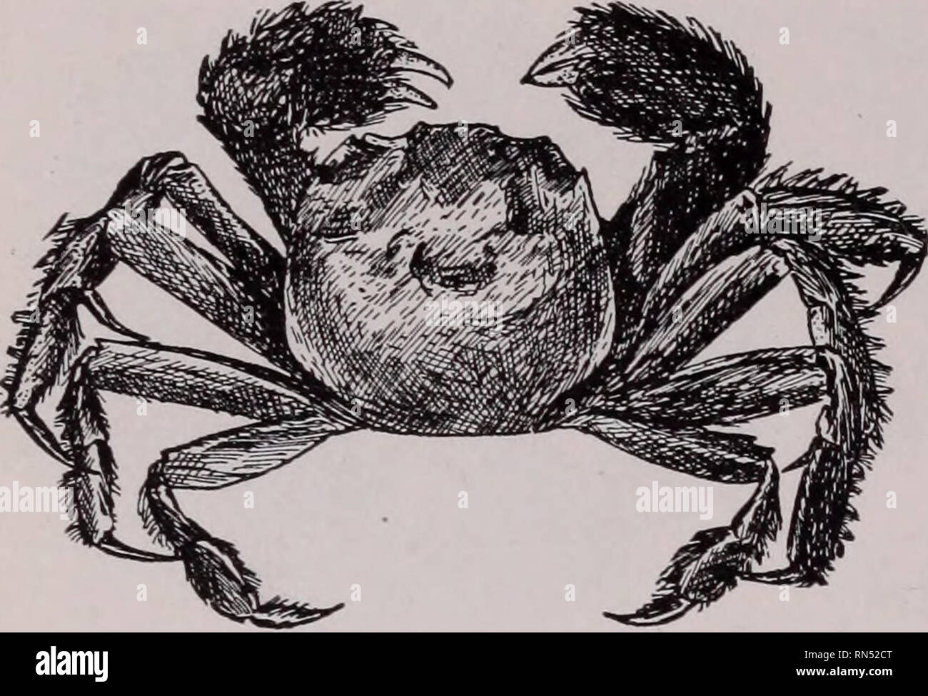Crabs Disease