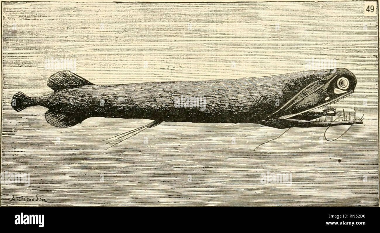 Buffalo Moths High Resolution Stock Photography and Images - Alamy