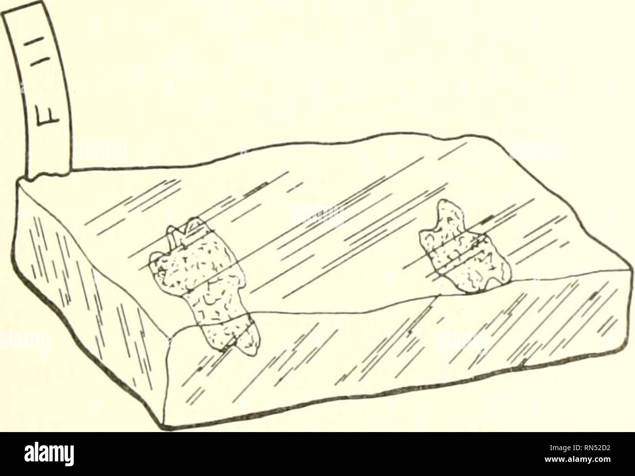 . Animal tissue techniques. Histology -- Technique; Stains and staining ...