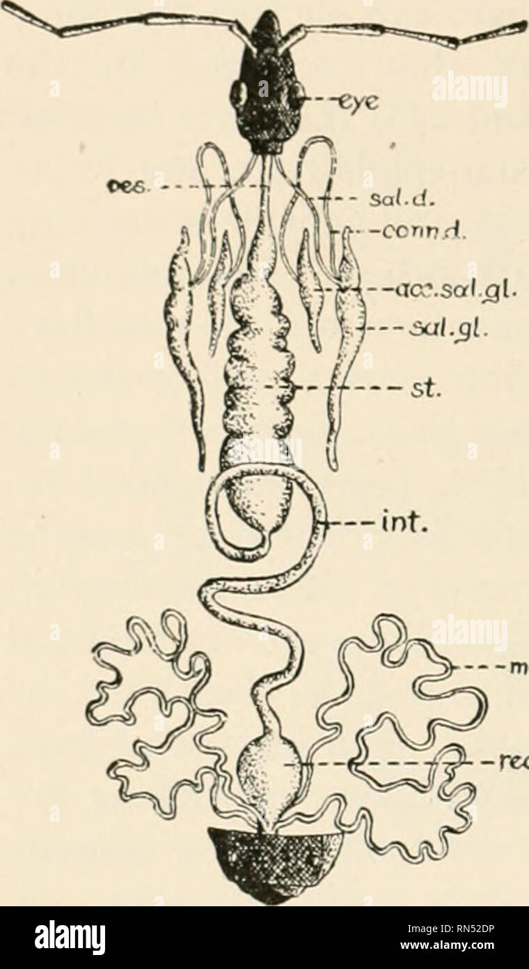 Malp hi-res stock photography and images - Alamy