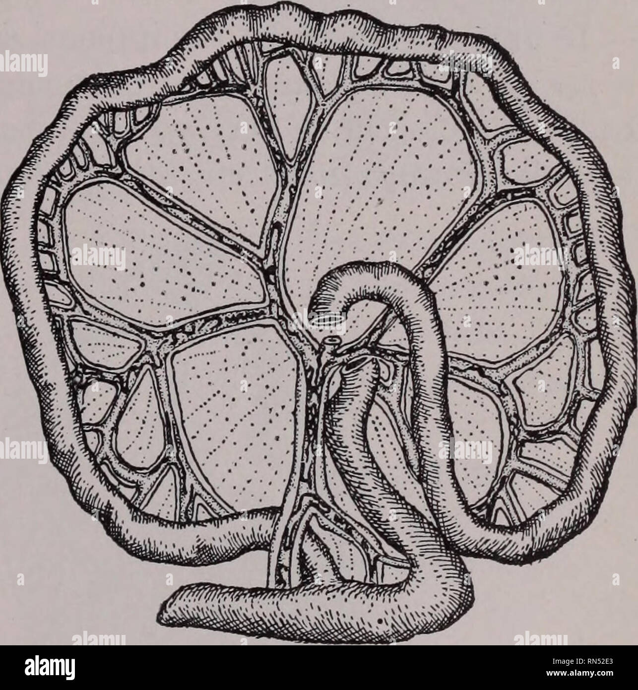 Schistosoma Japonicum Ova