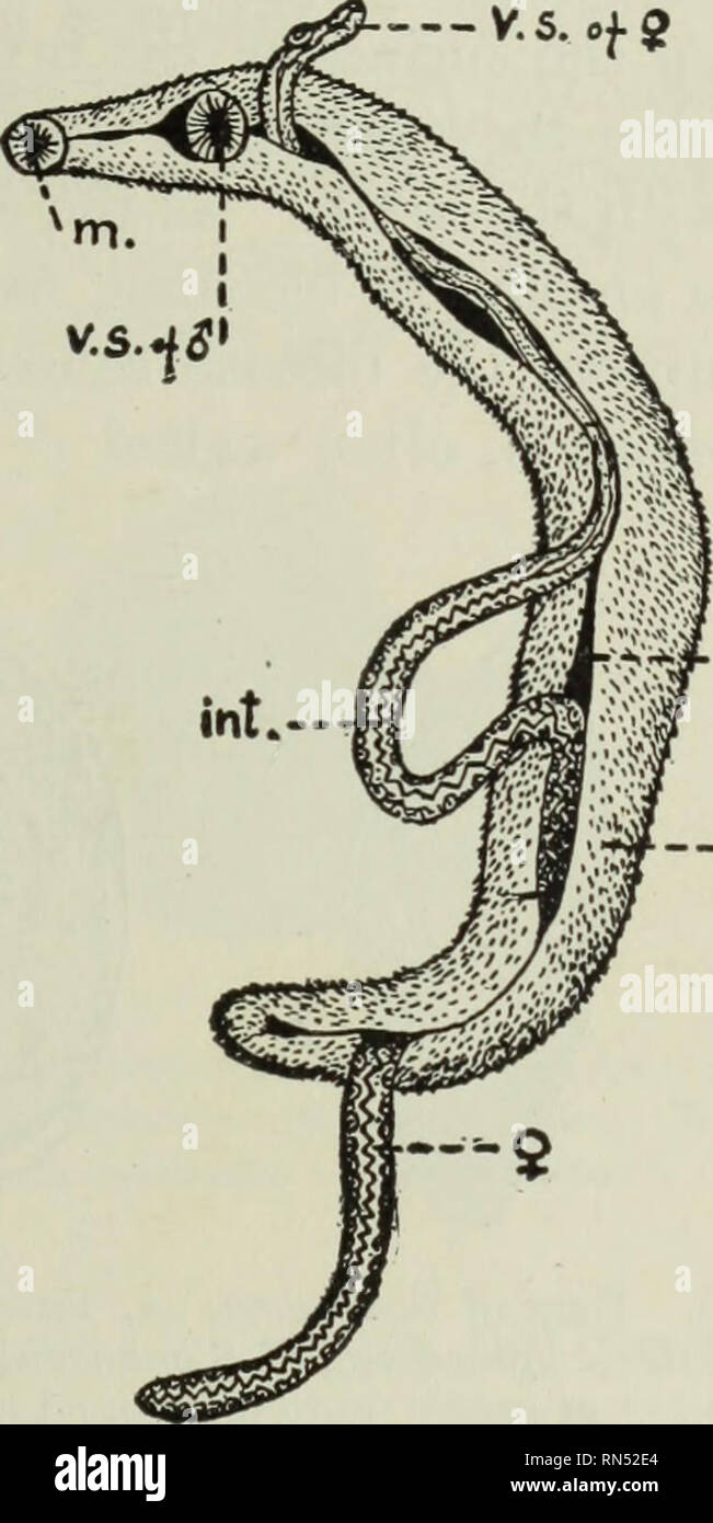 . Animal parasites and human disease. Parasites; Medical parasitology ...