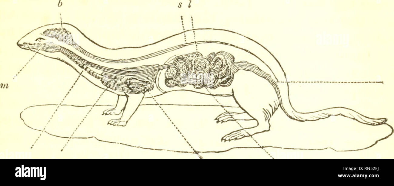 Reptiles Respiratory System