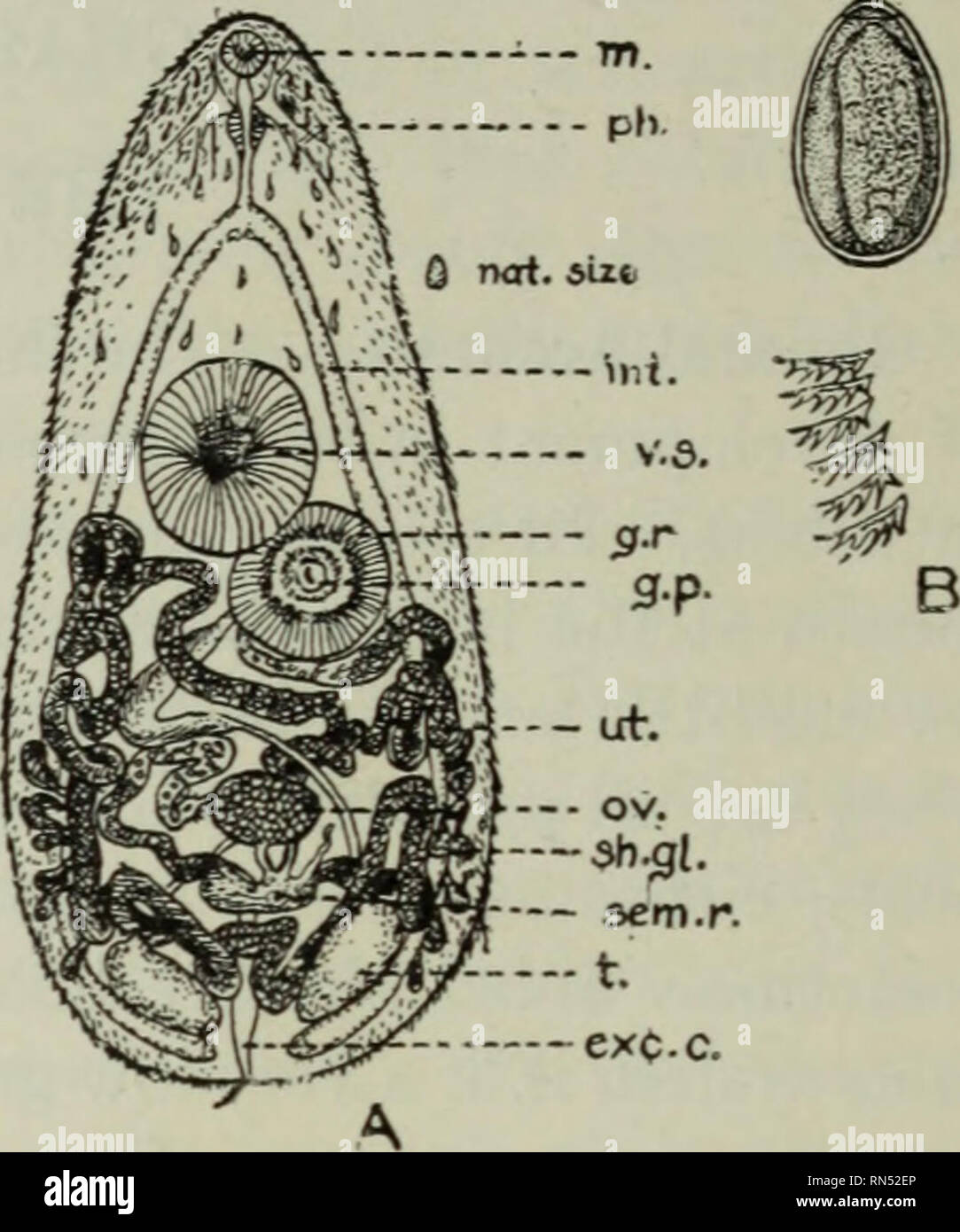 . Animal parasites and human disease. Parasites; Medical parasitology ...