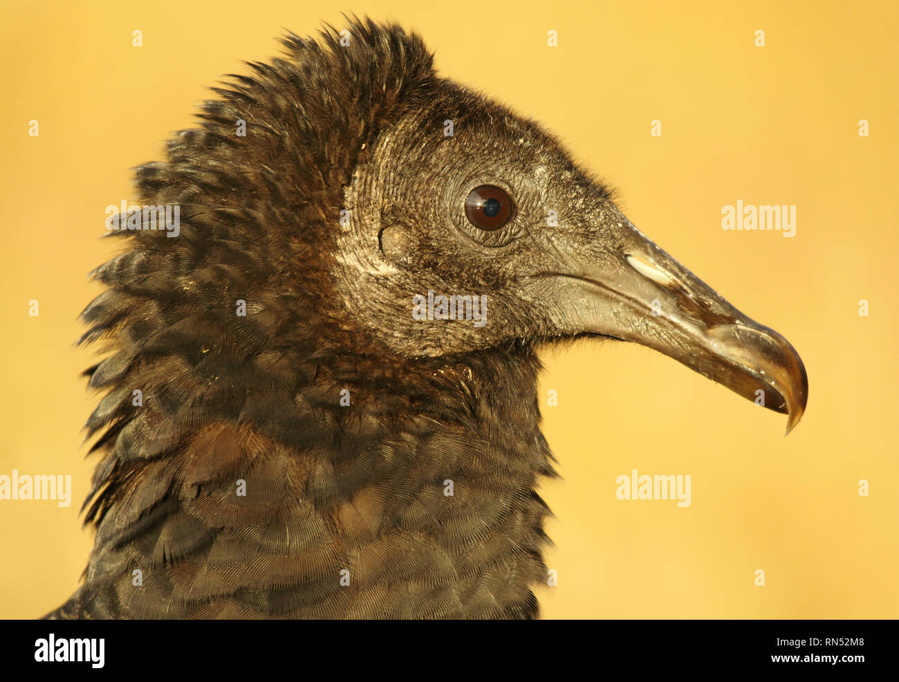 Antic ocean hi-res stock photography and images - Alamy