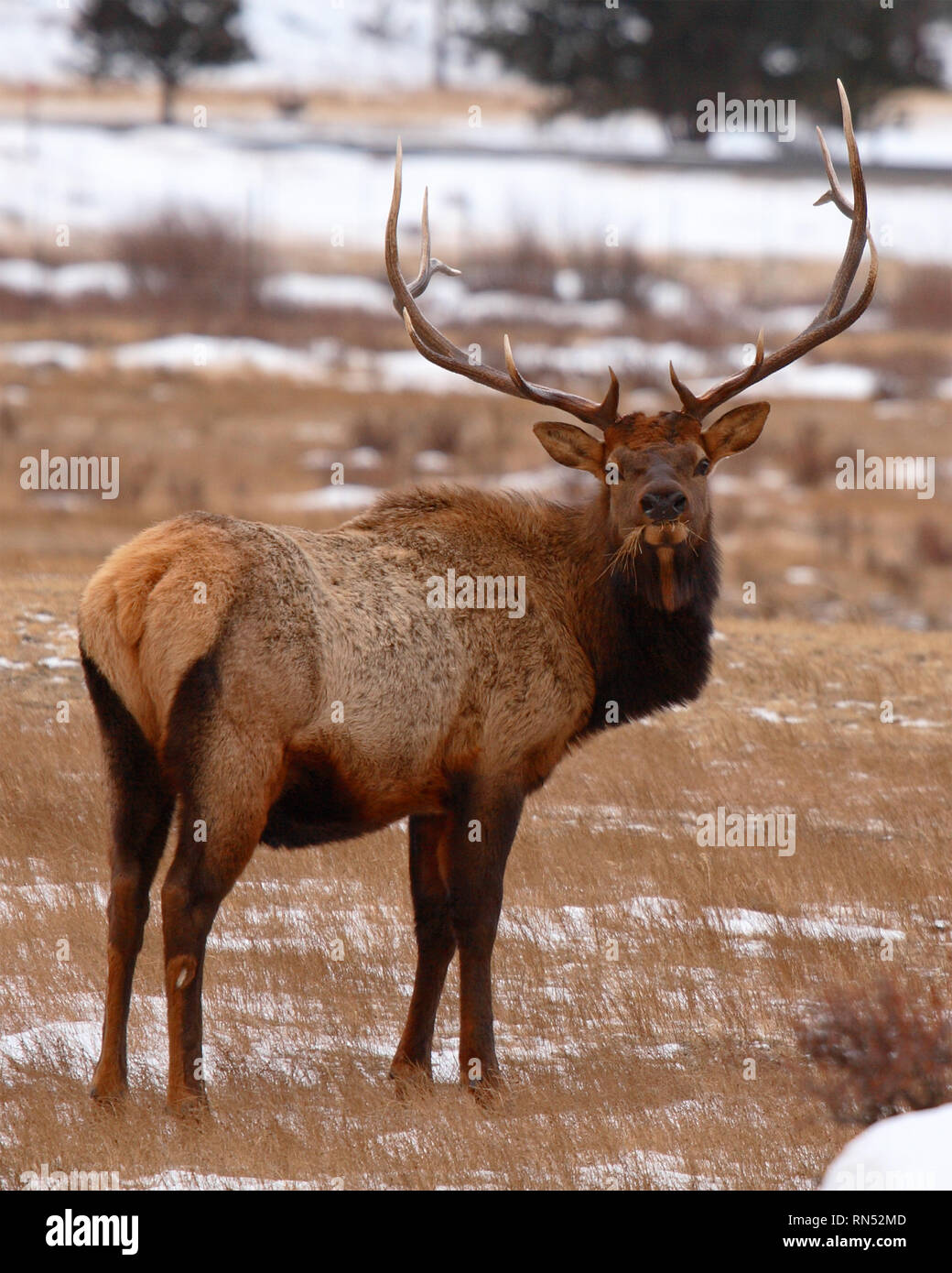 An Elk bull looking up from the cold hunger of winter Stock Photo - Alamy