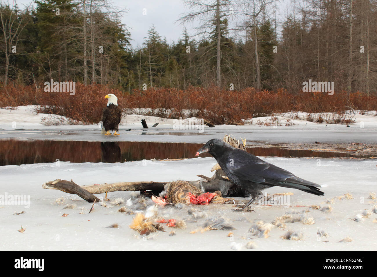 A Bald Eagle watching a Common Raven feeding on an Eastern Cottontail ...