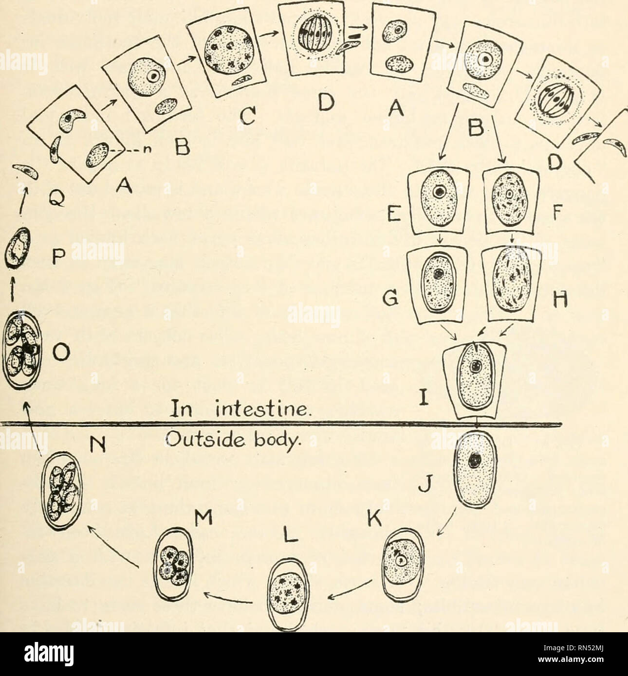 . Animal parasites and human disease. Insects as carriers of disease ...