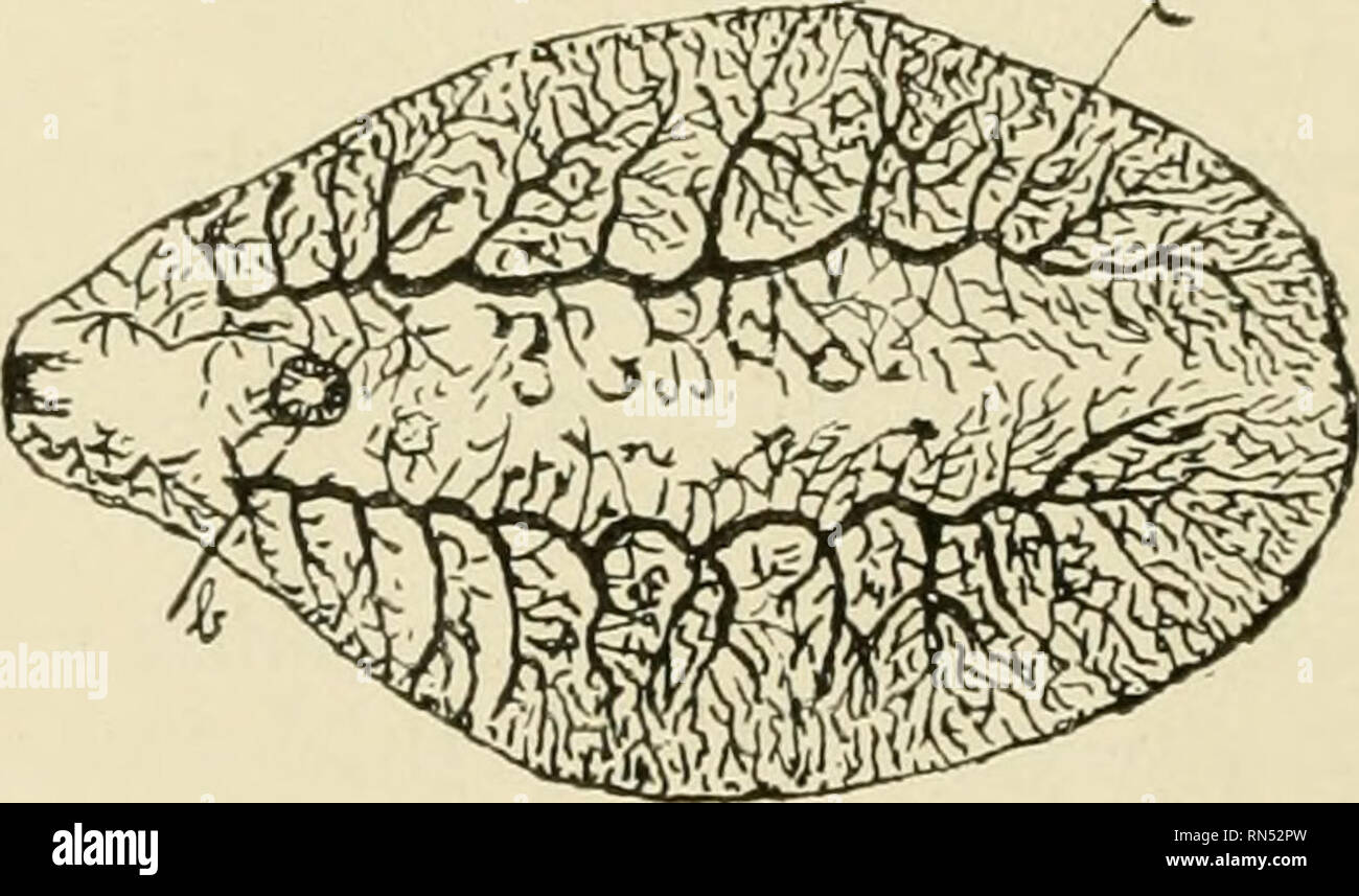 Hepatic distoma hi-res stock photography and images - Alamy