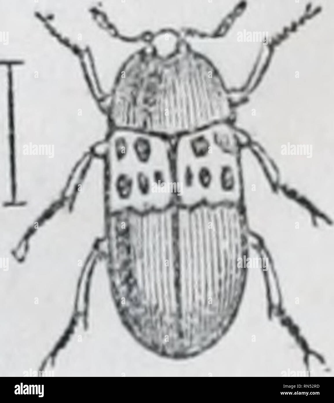 Oblong joints hi-res stock photography and images - Alamy