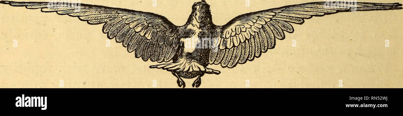 Bird animal locomotion phases hi-res stock photography and images - Alamy