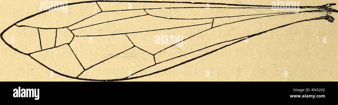 Bird animal locomotion phases hi-res stock photography and images - Alamy