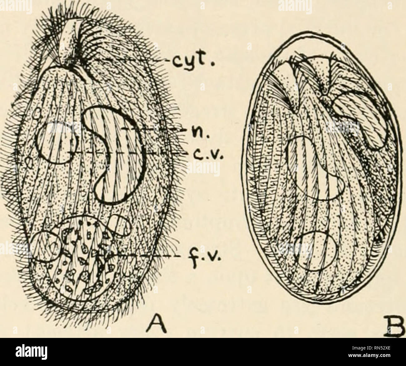 Balantidium coli hi-res stock photography and images - Alamy