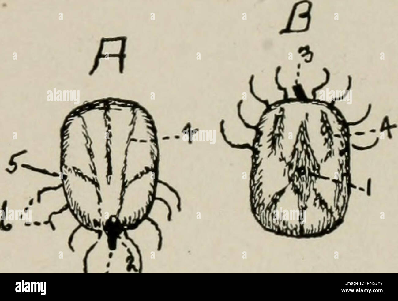 . Animal parasites and parasitic diseases. Domestic animals; Veterinary ...