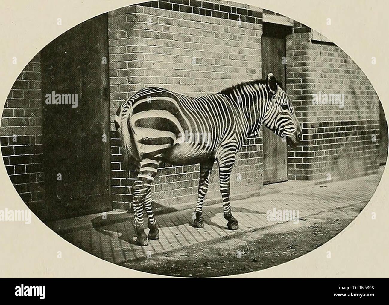 . Animal Life and the World of Nature; A magazine of Natural History ...