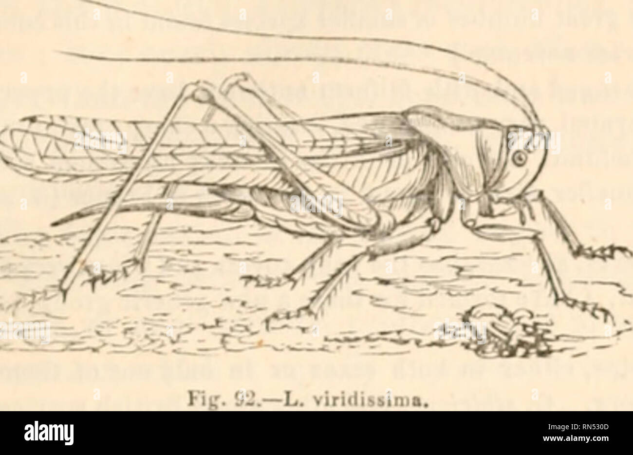 Anatomy of the ants hi-res stock photography and images - Alamy
