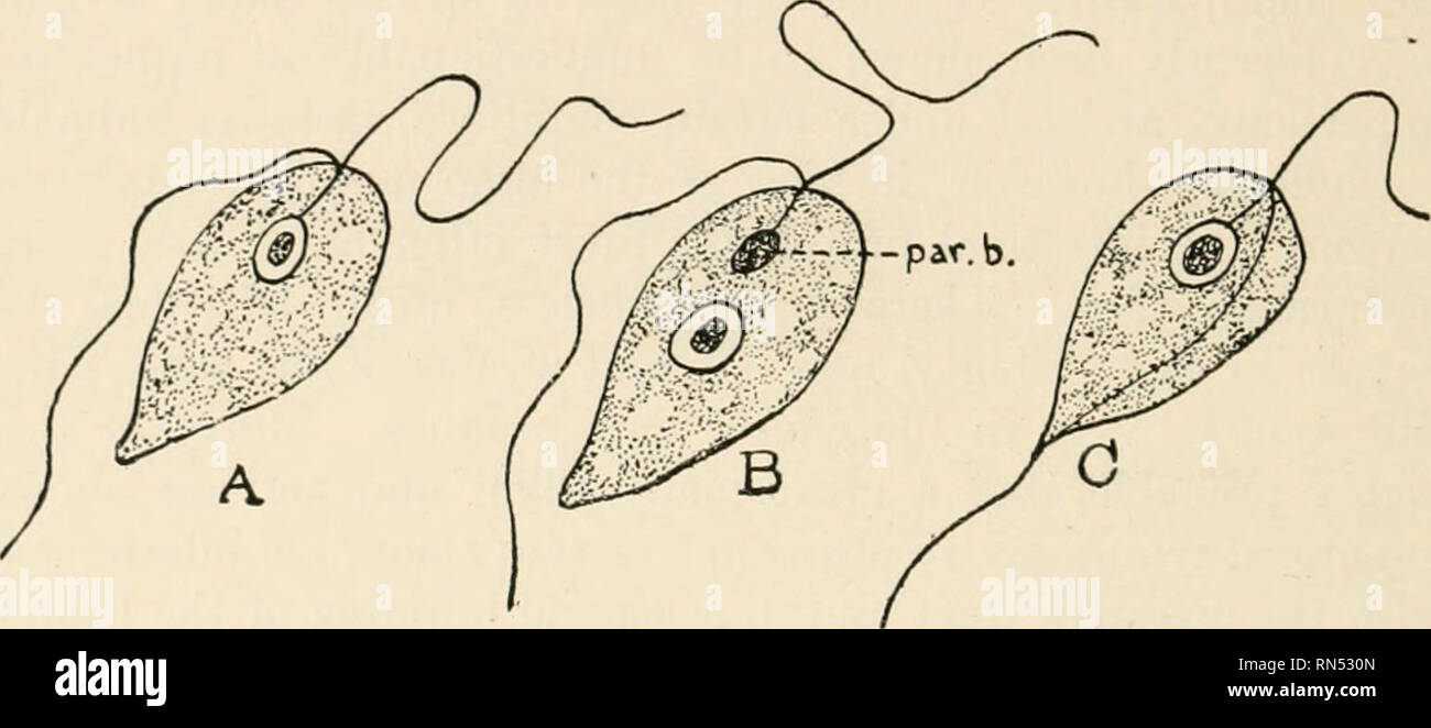 Parabasal hi-res stock photography and images - Alamy