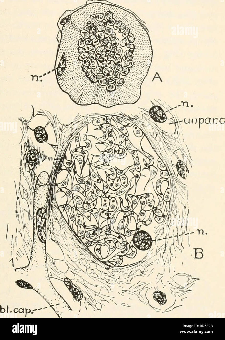. Animal parasites and human disease. Insects as carriers of disease ...