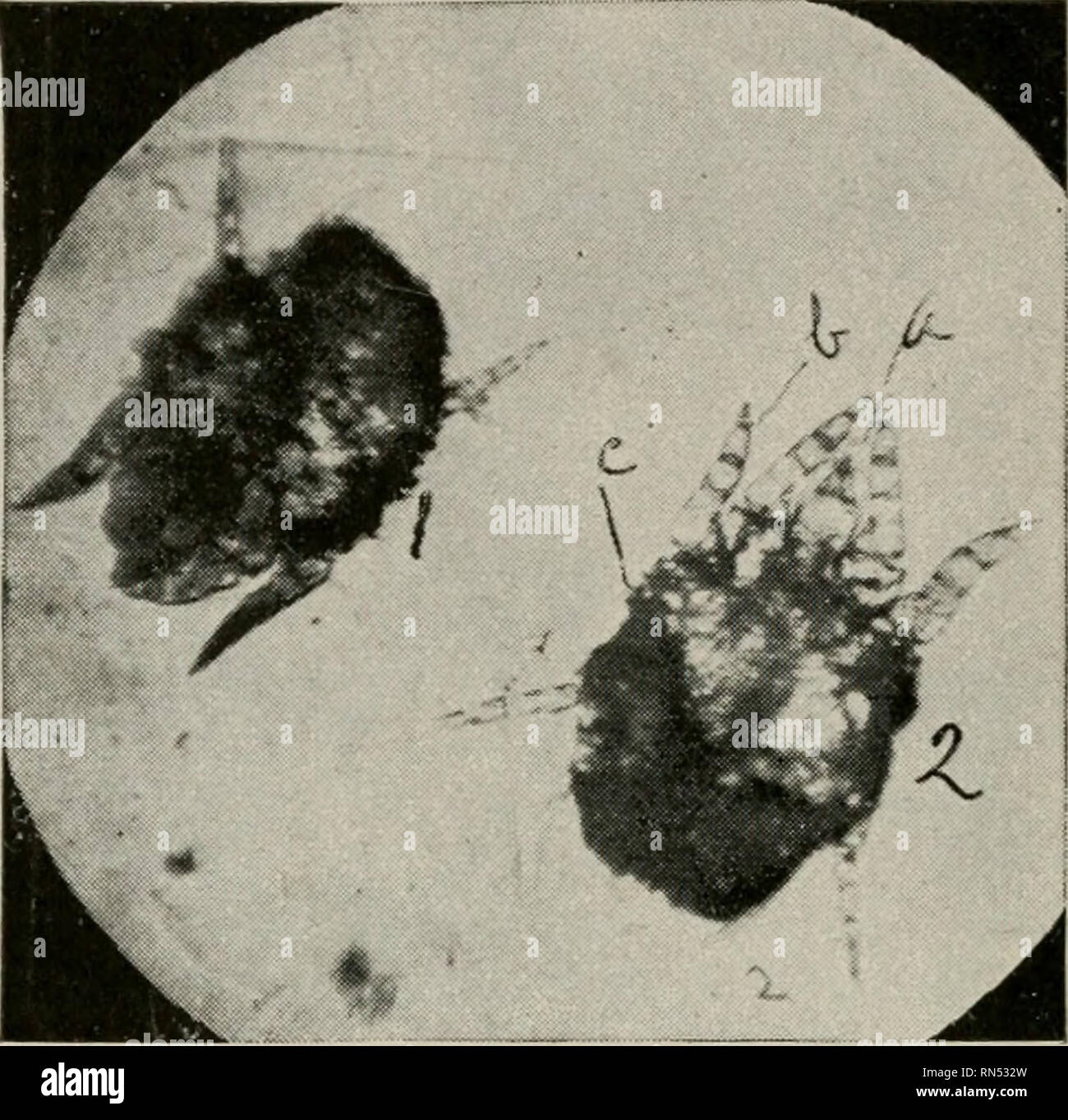 Sheep scab australia hi-res stock photography and images - Alamy