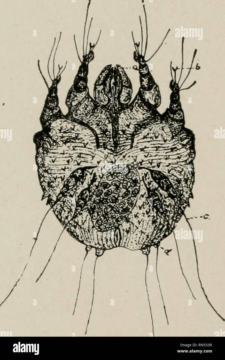 . Animal parasites and parasitic diseases. Domestic animals; Veterinary ...