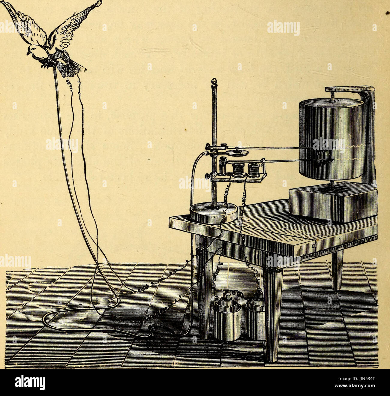 . Animal mechanism: a treatise on terrestrial and aërial locomotion ...