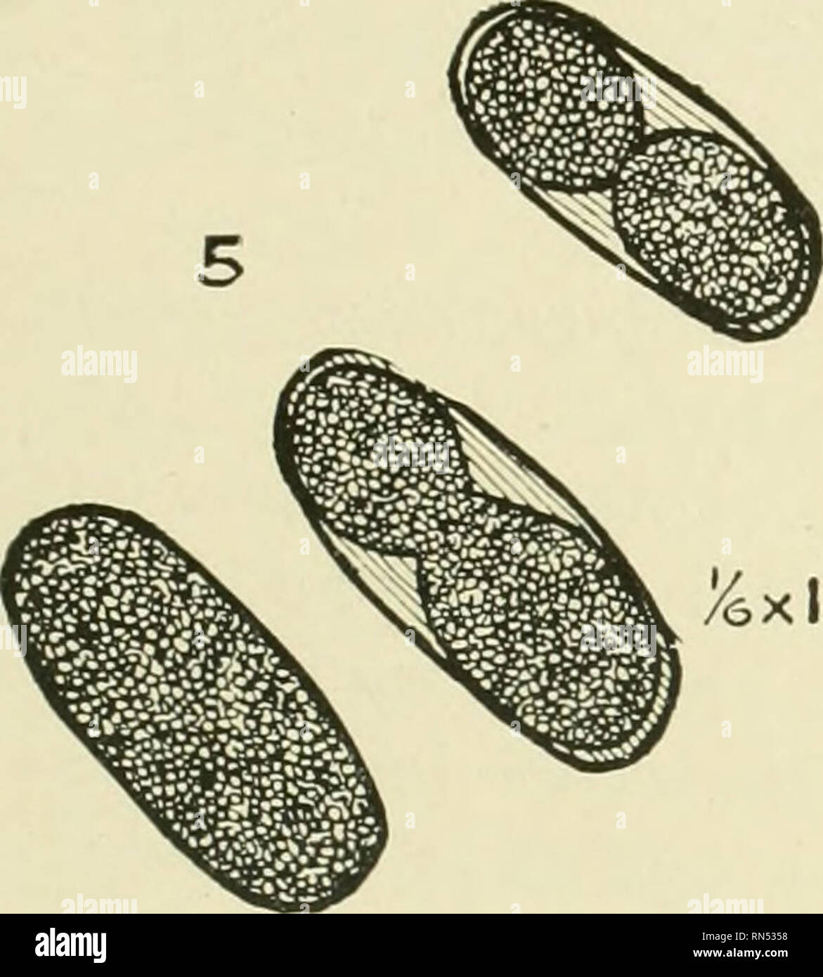 . Animal parasites and parasitic diseases. Domestic animals; Veterinary ...