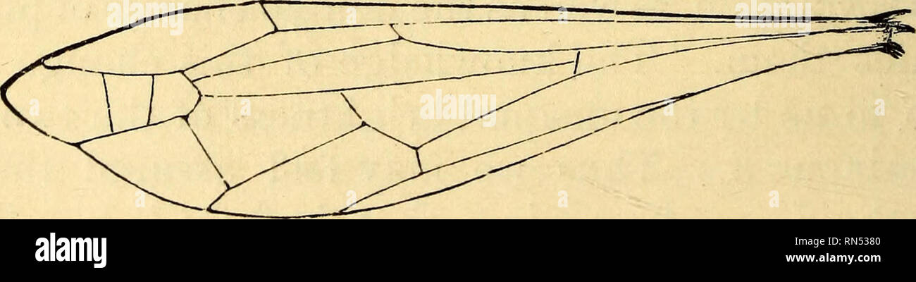 . Animal mechanism: a treatise on terrestrial and aërial locomotion ...