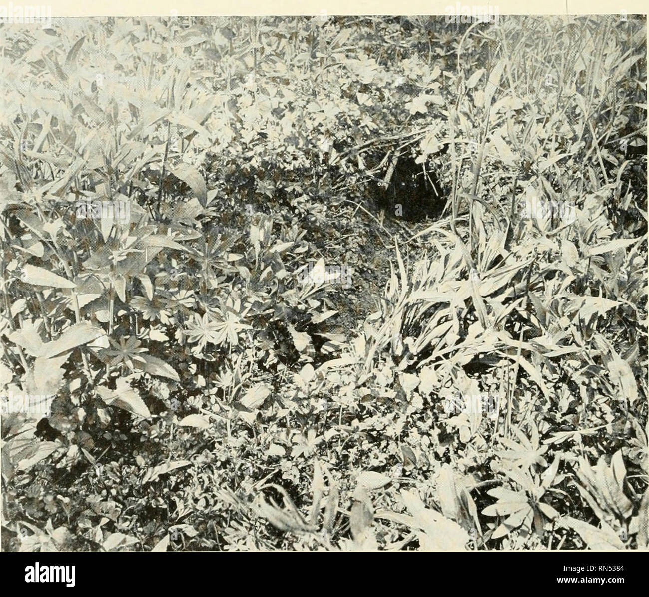 Burrow cross section hi-res stock photography and images - Alamy