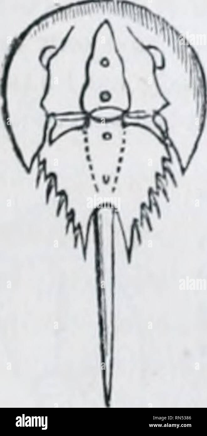 Class Crustacea High Resolution Stock Photography and Images - Alamy