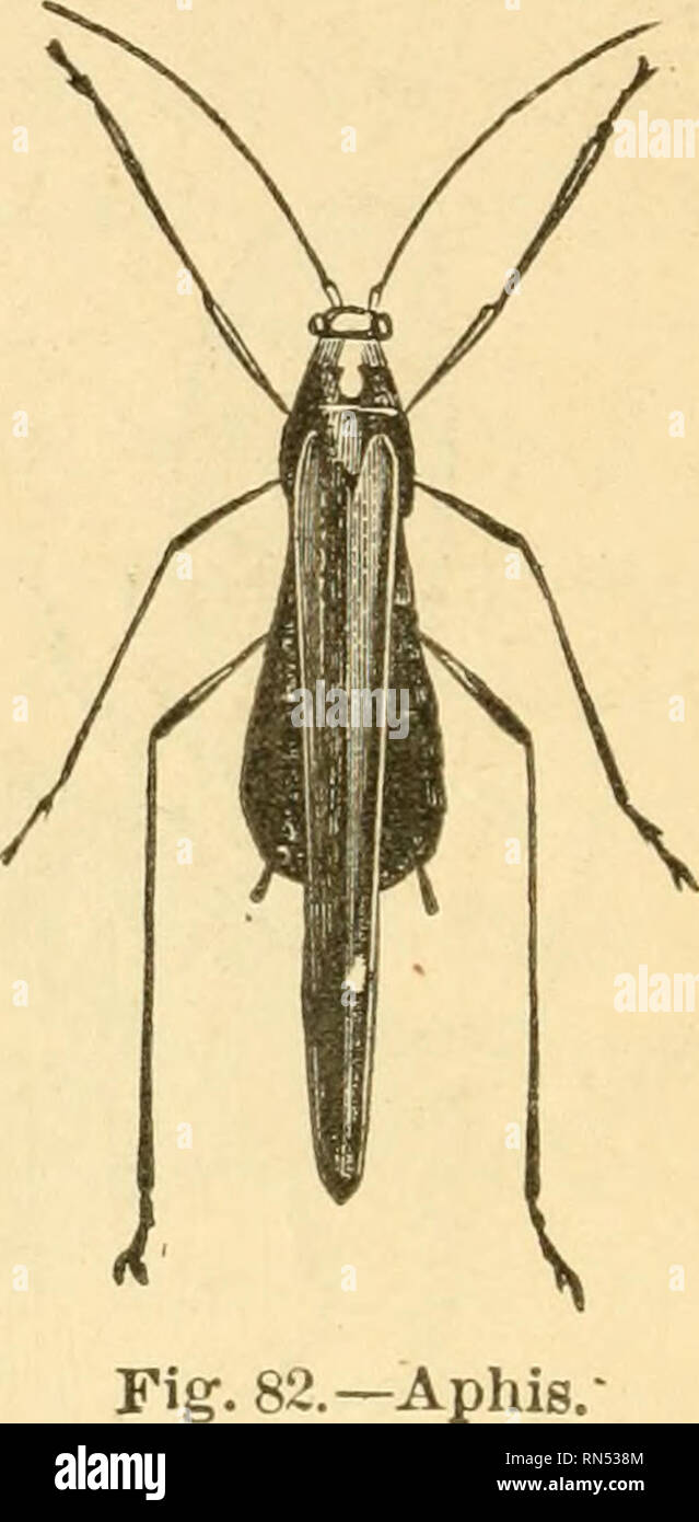 . Animal parasites and messmates. Parasites. I. Fig. 81.—Cochineal ...