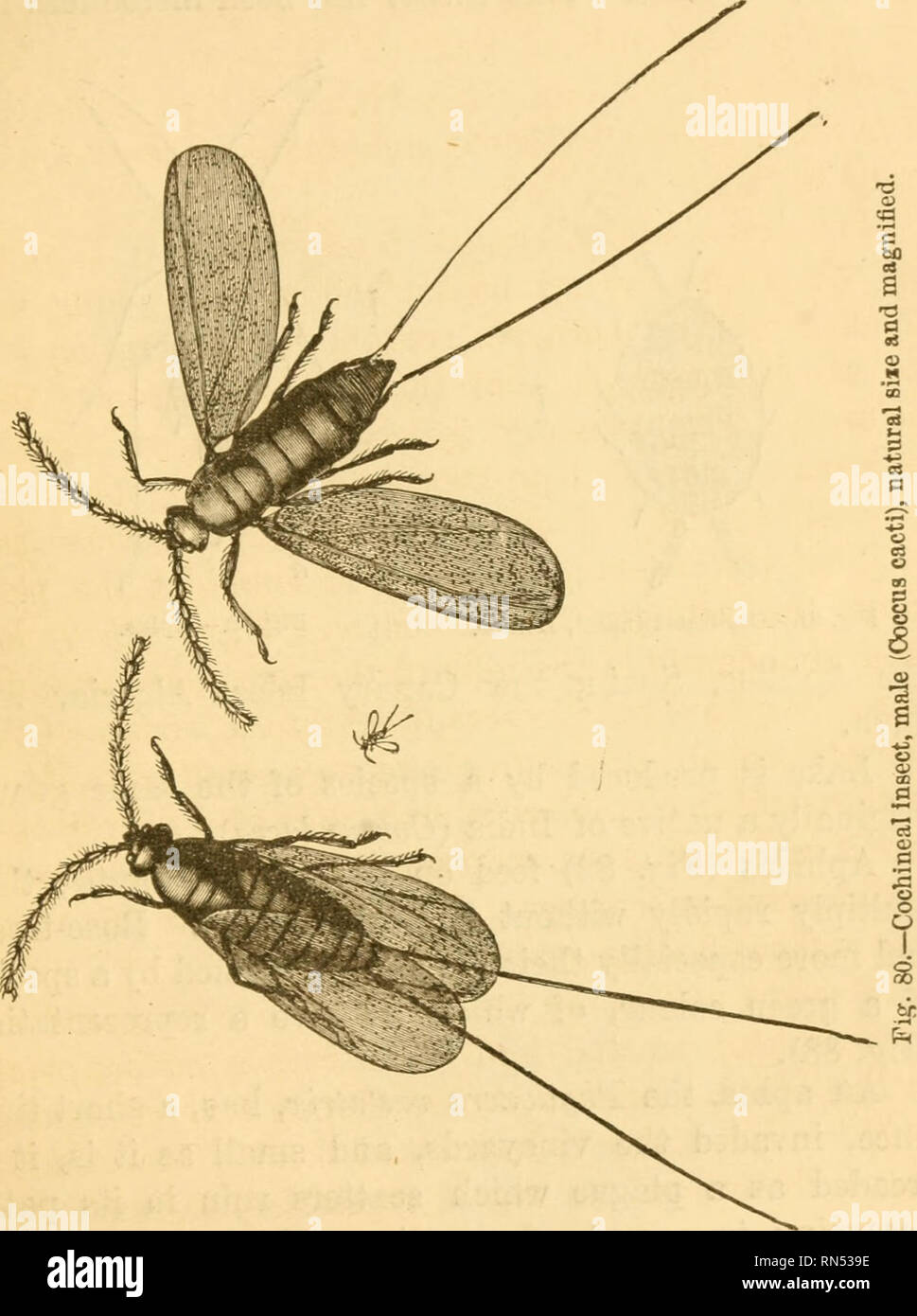 Coccus cacti hi-res stock photography and images - Alamy