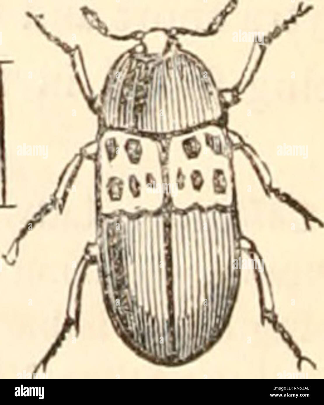 Three filiform hi-res stock photography and images - Alamy