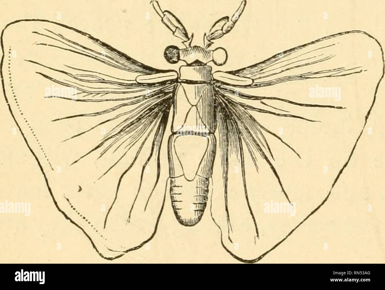 Strepsiptera hi-res stock photography and images - Alamy