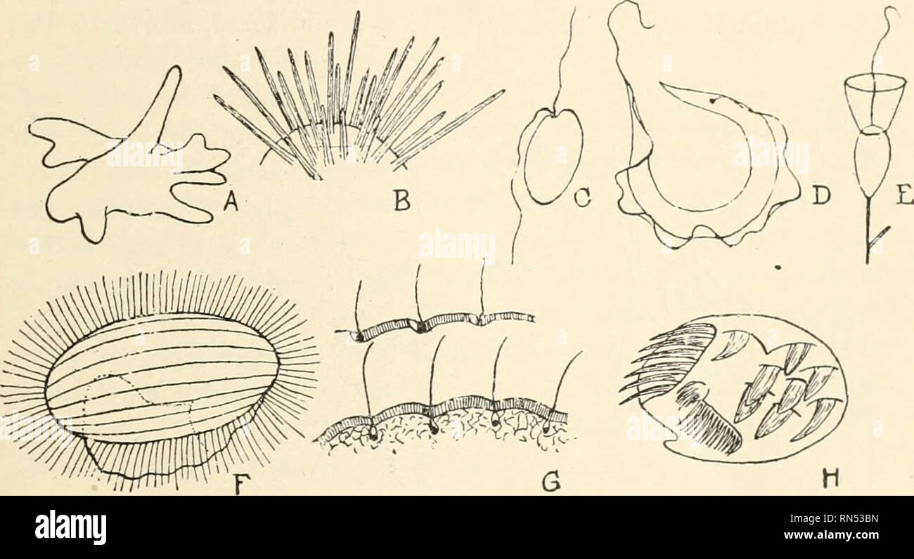 Granular ectoplasm hi-res stock photography and images - Alamy