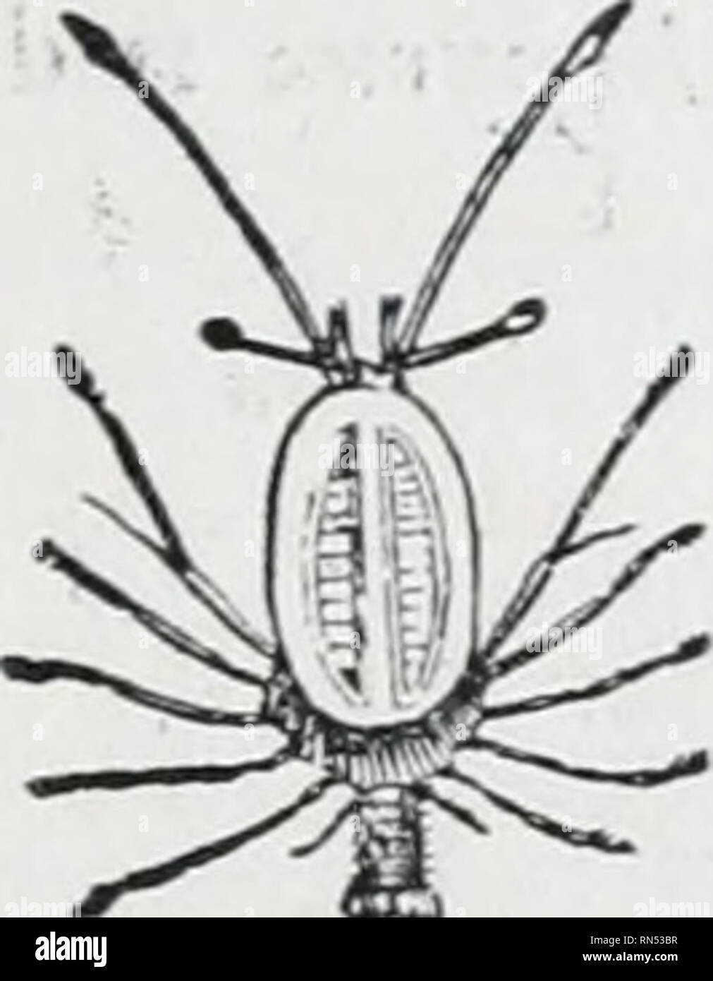 Smerdis hi-res stock photography and images - Alamy