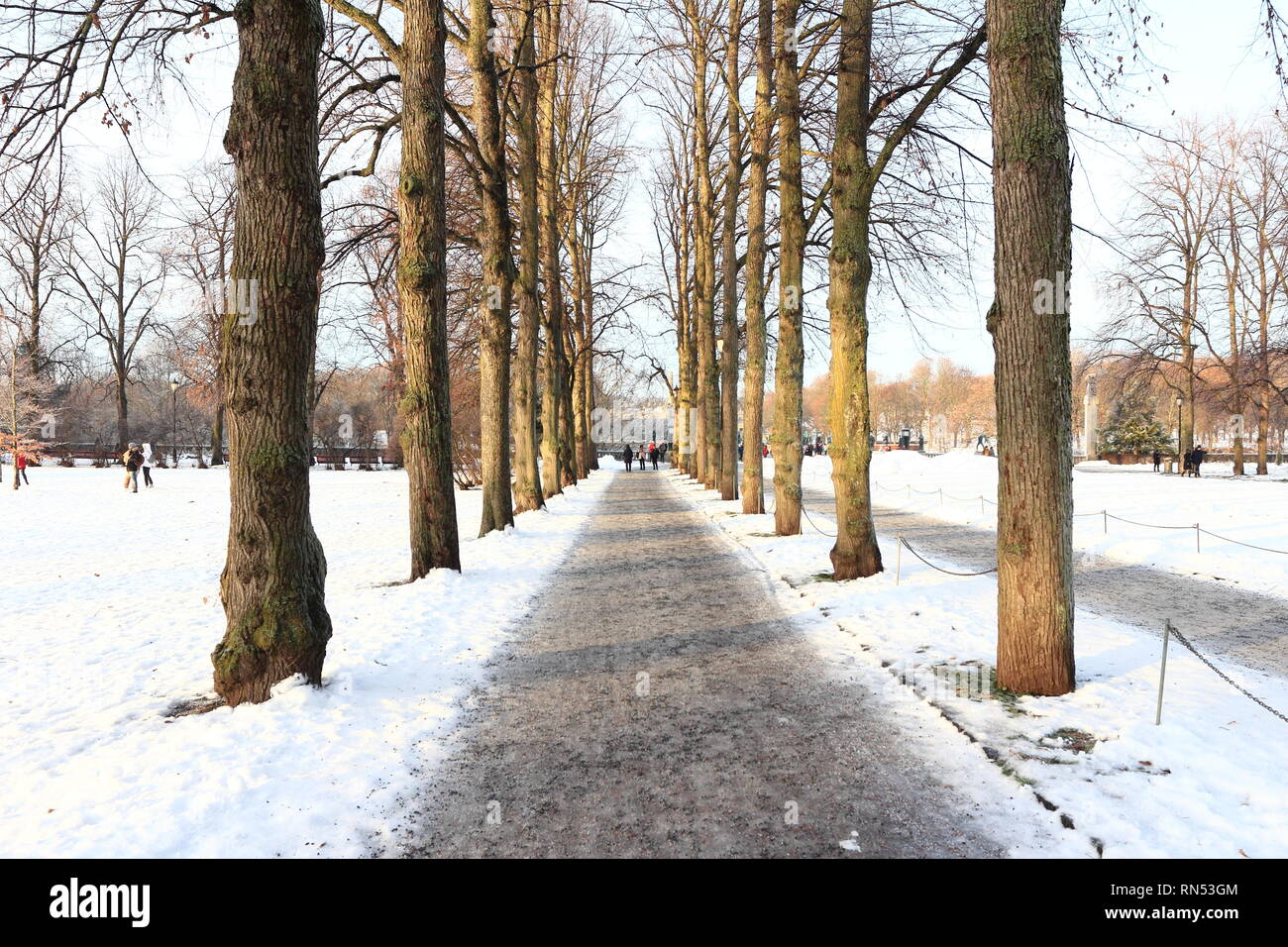 Snowy walkway through winter forest Stock Photo - Alamy