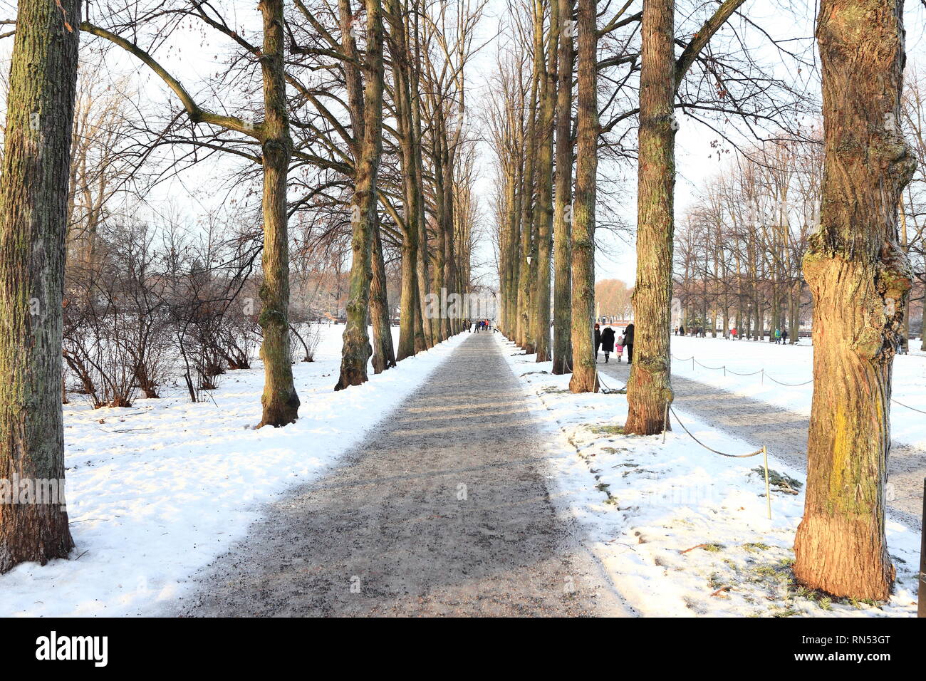 Snowy walkway through winter forest Stock Photo - Alamy