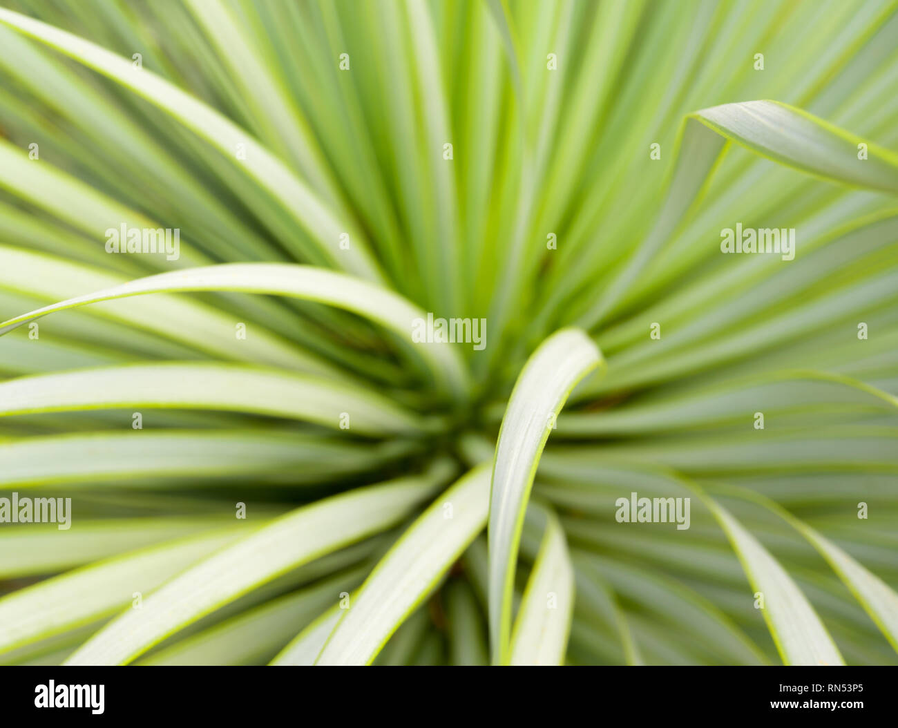 Narrow linear leaves hi-res stock photography and images - Alamy