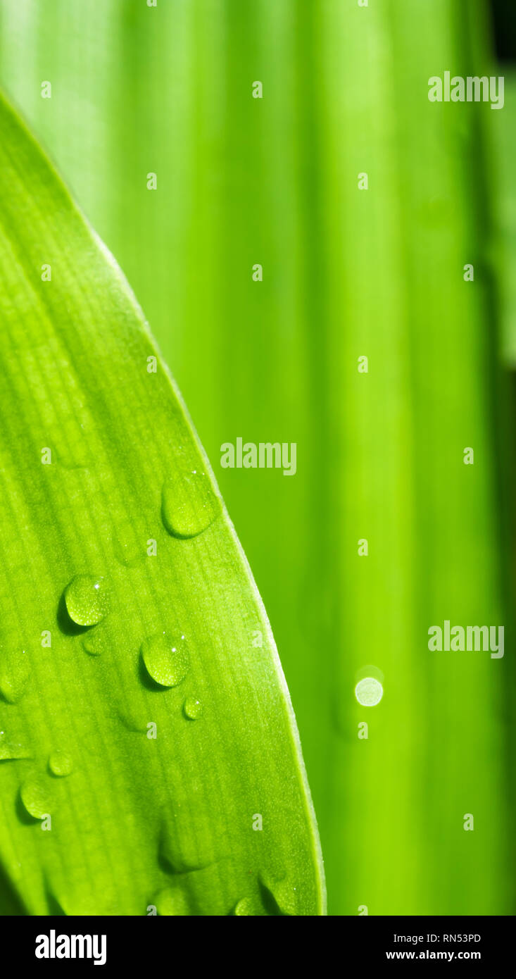 Surface texture on Leaves of ornamental plant as nature background ...
