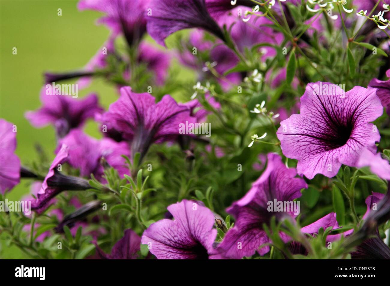 Purple petunias with white babies breath Stock Photo - Alamy