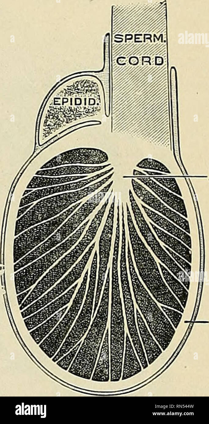. Anatomy, descriptive and applied. Anatomy. Tunica rafjnialis ...