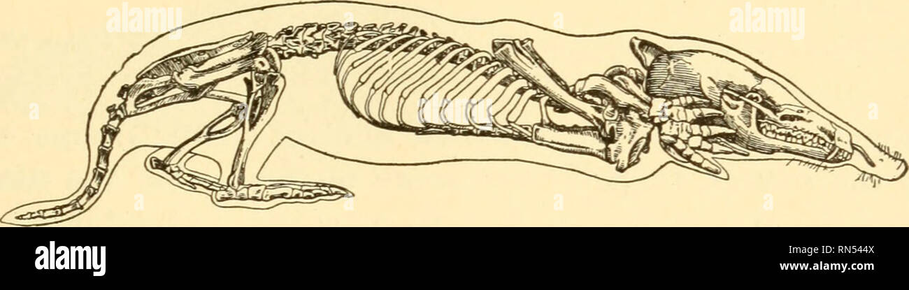 Talpa europaea skeleton hi-res stock photography and images - Alamy