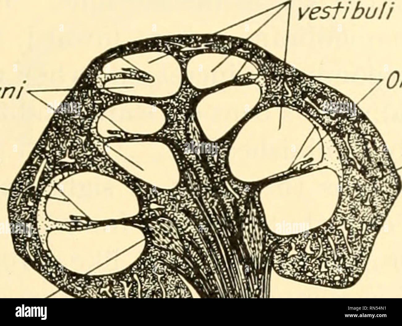 . Animal biology. Zoology; Biology. SUBPIIYLUM VERTEBRATA 331 includes ...