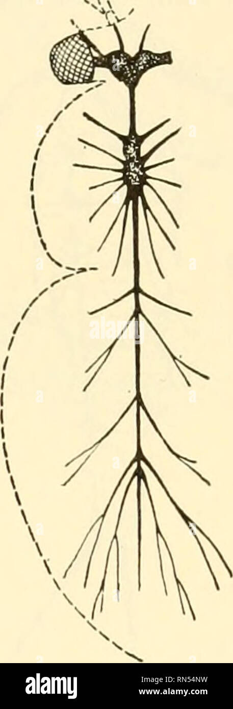 . Animal biology. Zoology; Biology.