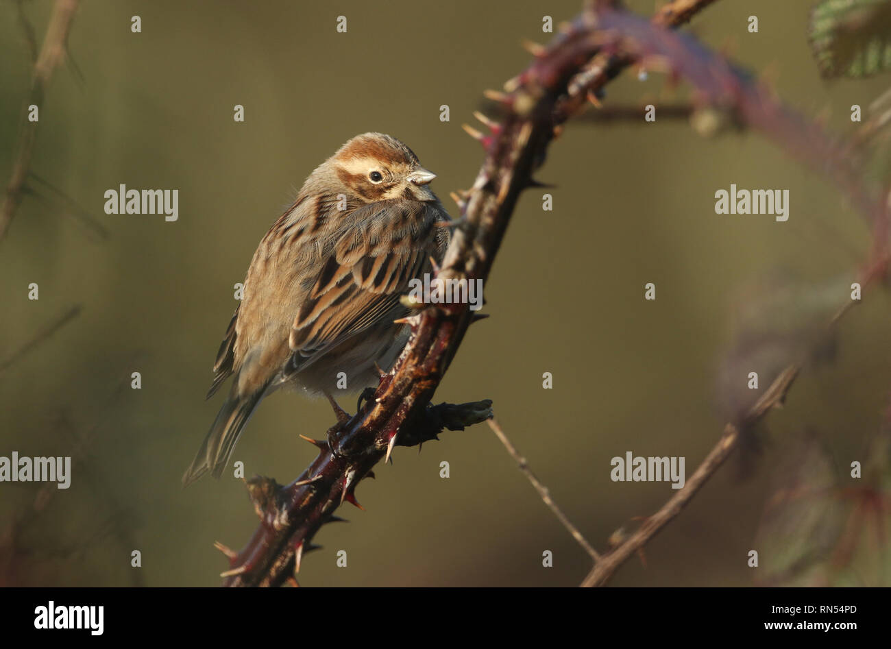 A stunning Reed Bunting, Emberiza schoeniclus, perching in a bramble ...